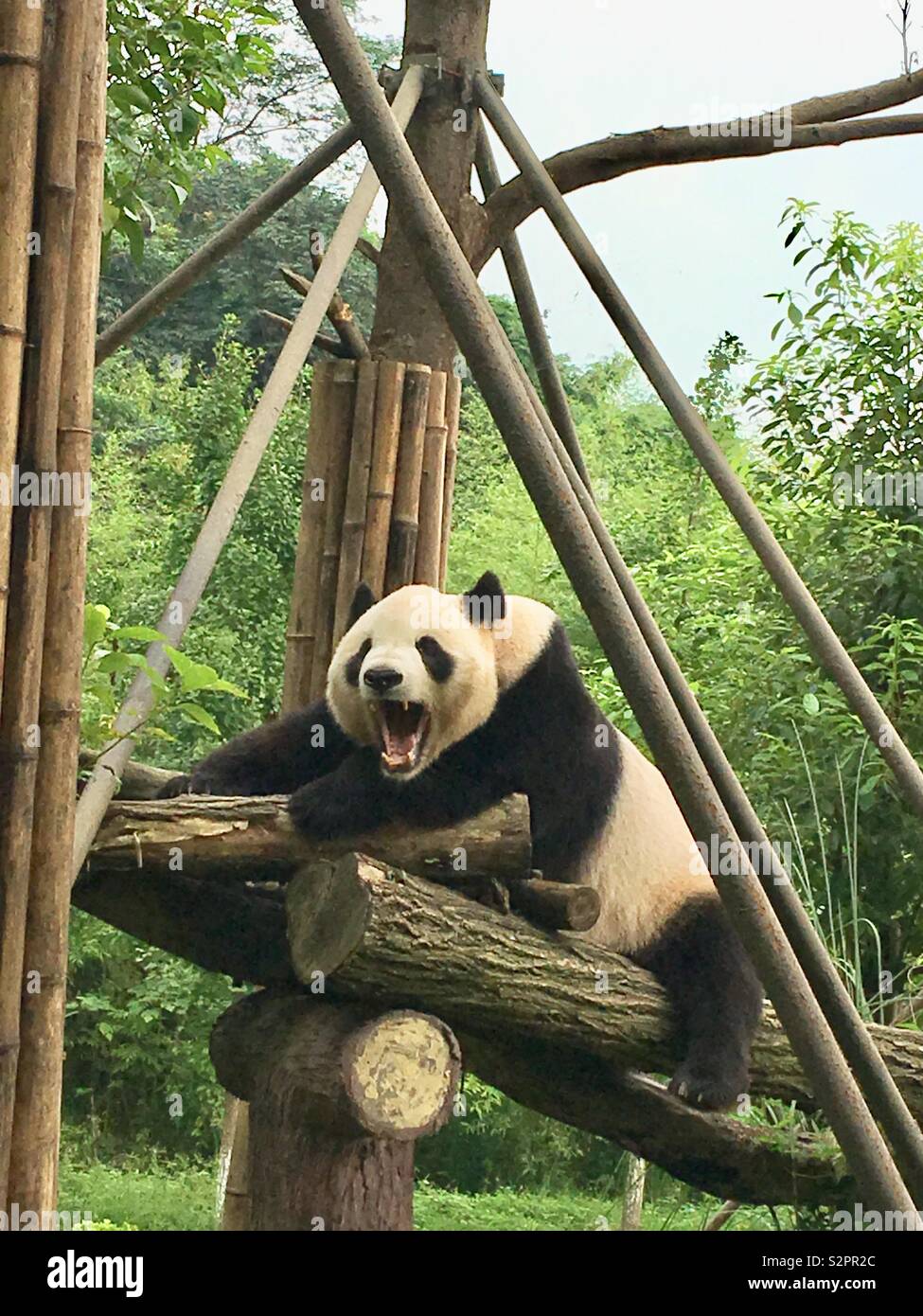 Panda yawning hi-res stock photography and images - Alamy