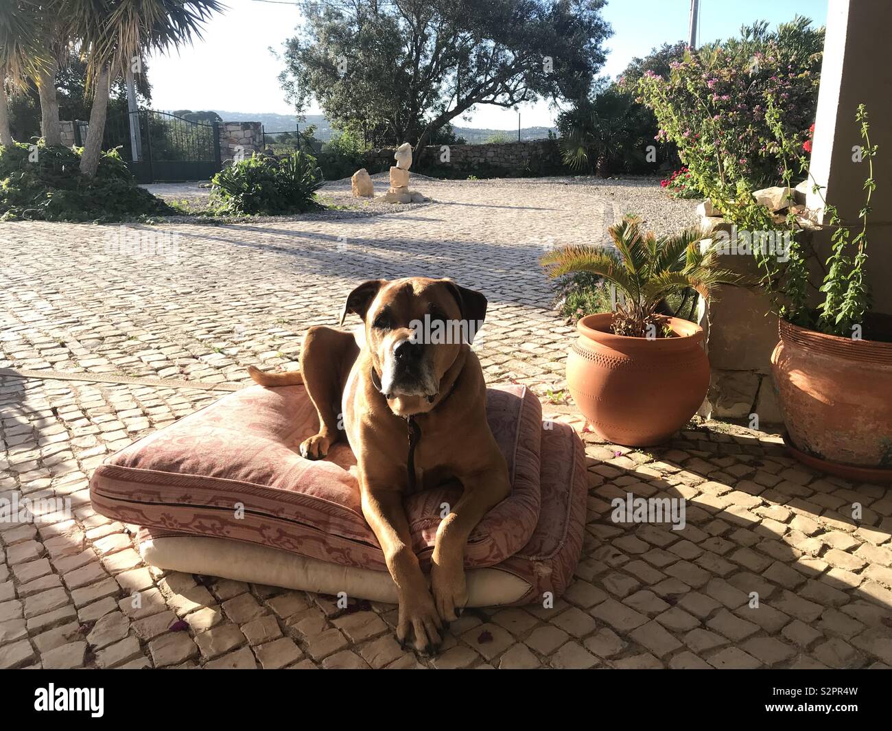 Dog and sun hi-res stock photography and images - Alamy