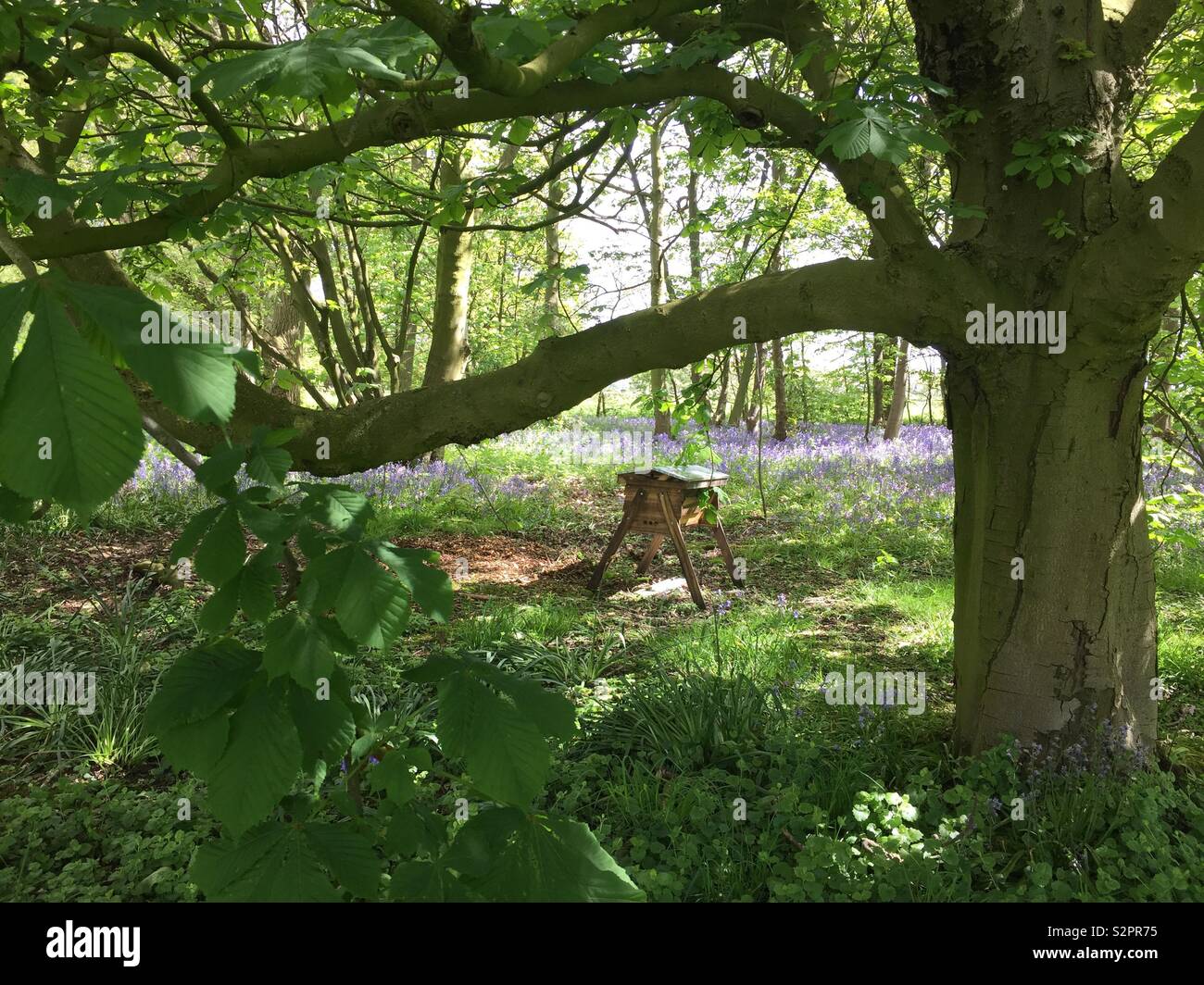 Old beautiful tree with arching branches hi-res stock photography and ...