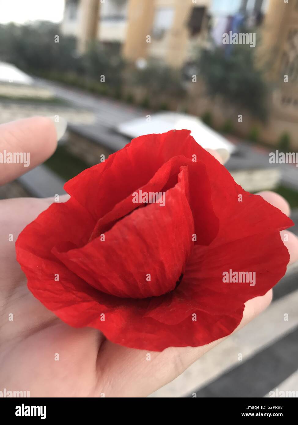 Flower color hi-res stock photography and images - Alamy