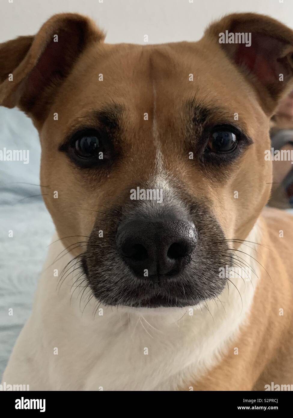 Serious dog hi-res stock photography and images - Alamy