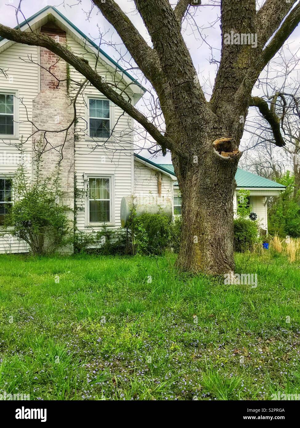 Old pecan tree beside old white farmhouse Stock Photo - Alamy
