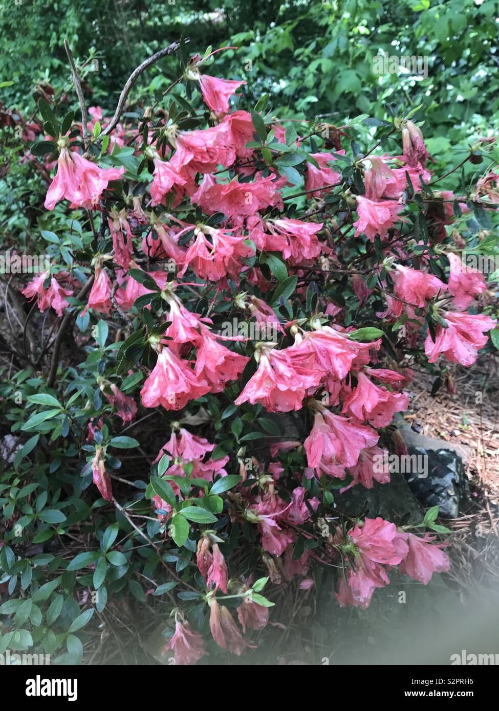 Dark green bush hi-res stock photography and images - Alamy