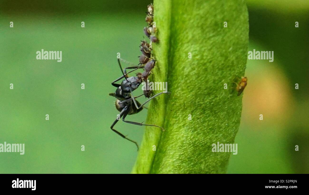 An ant crawling up a tendril Stock Photo - Alamy