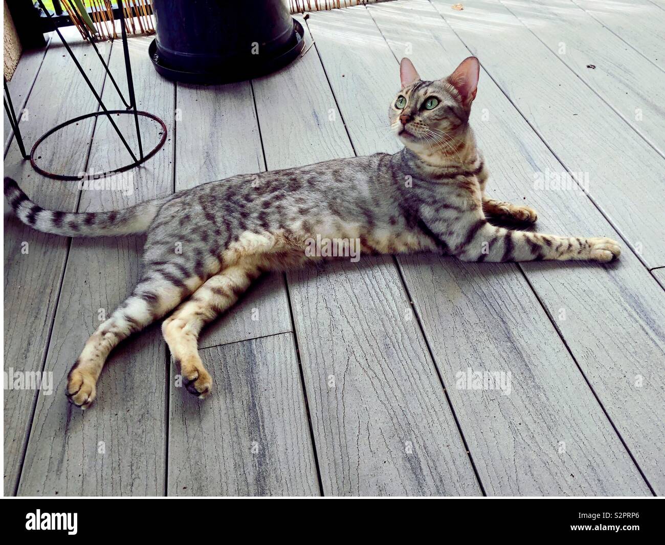 Silver Bengal High Resolution Stock Photography and Images - Alamy