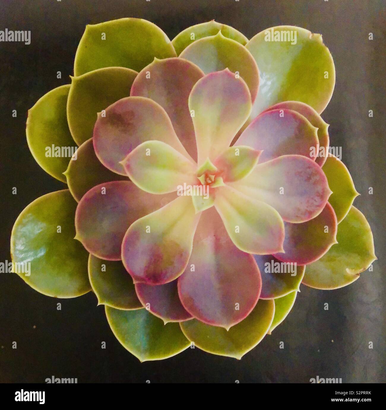Bird’s eye view of pink and green succulent plant Stock Photo - Alamy