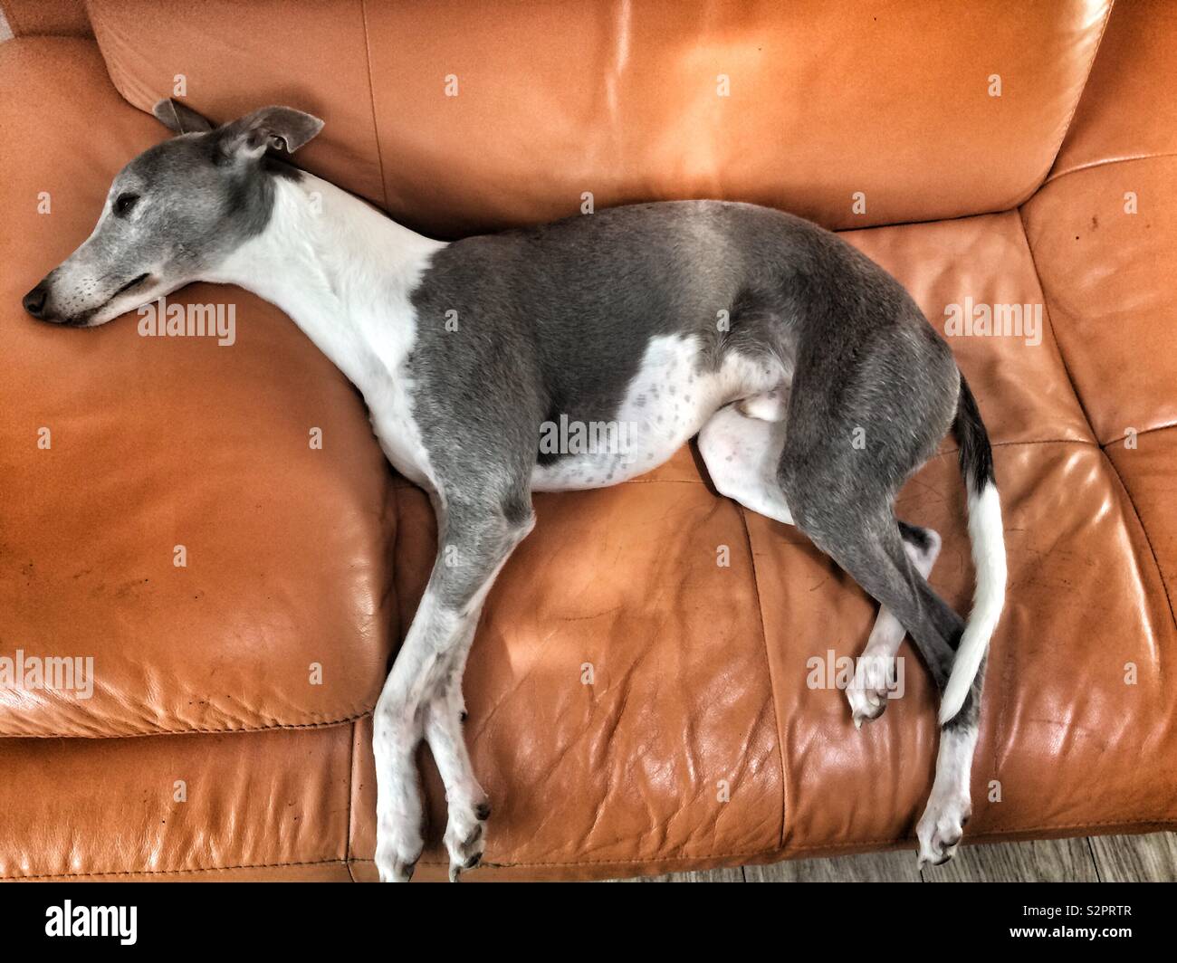 Whippet resting on orange sofa Stock Photo - Alamy
