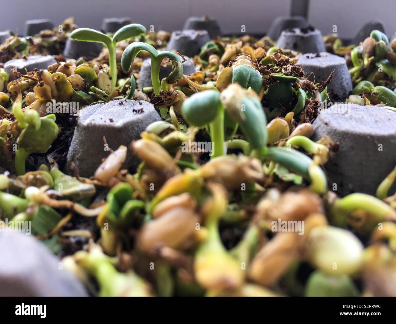 Sunflower sprouts growing Stock Photo - Alamy