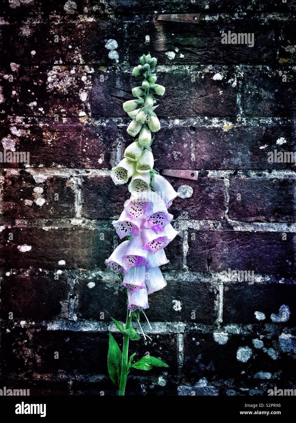 Common foxglove growing against a strongly textured garden wall, grunge ...