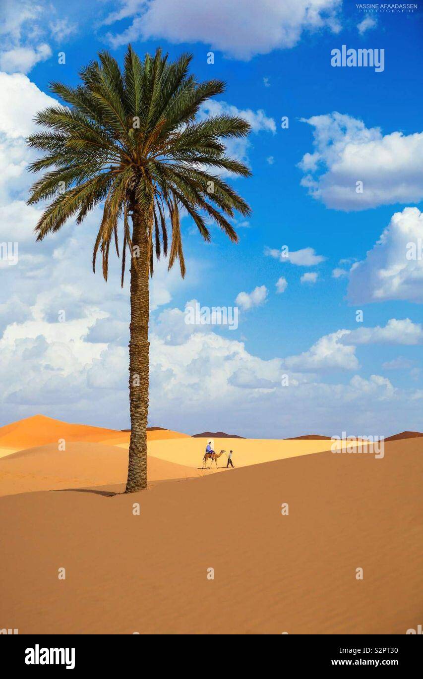 Palm tree and desert in Morocco Stock Photo - Alamy
