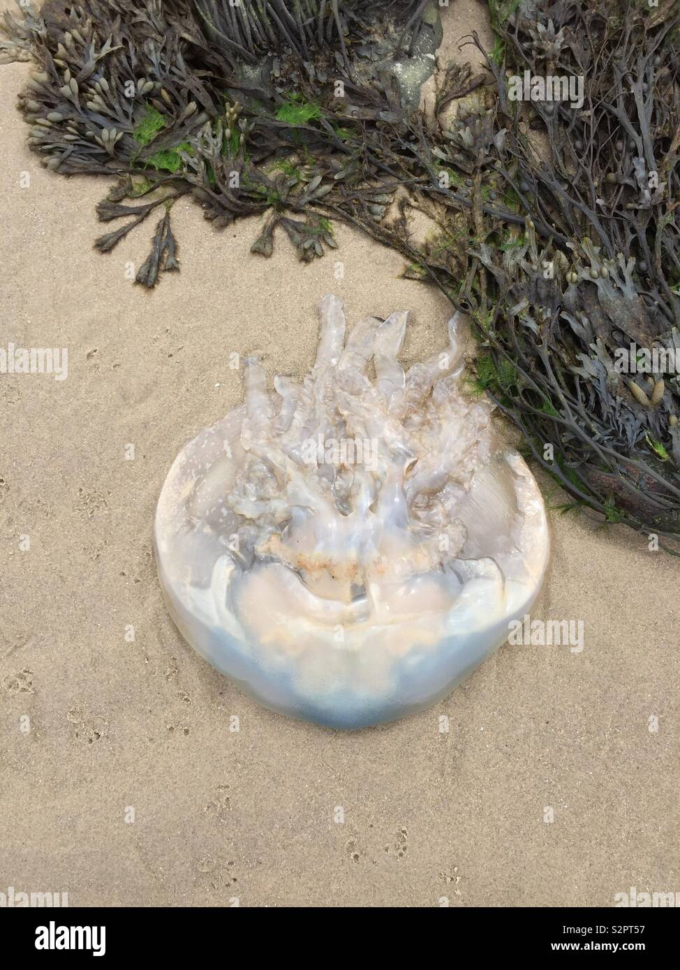 Dead sea creatures hi-res stock photography and images - Alamy