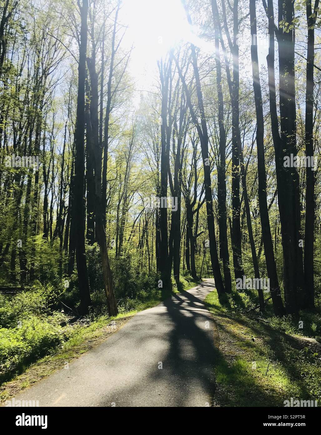 Path with sun through trees Stock Photo - Alamy