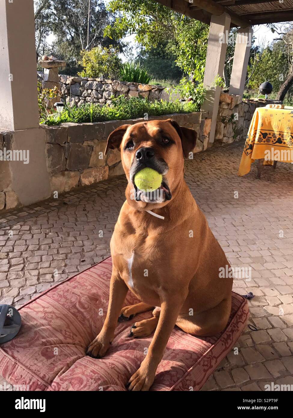 Dog and ball Stock Photo - Alamy