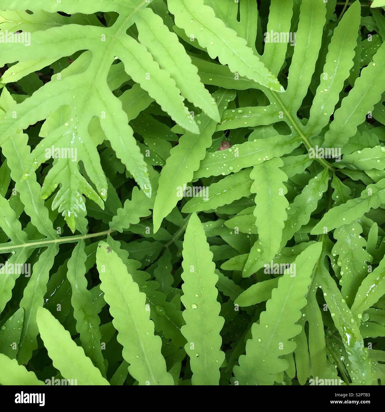 Woodland garden fern hi-res stock photography and images - Alamy