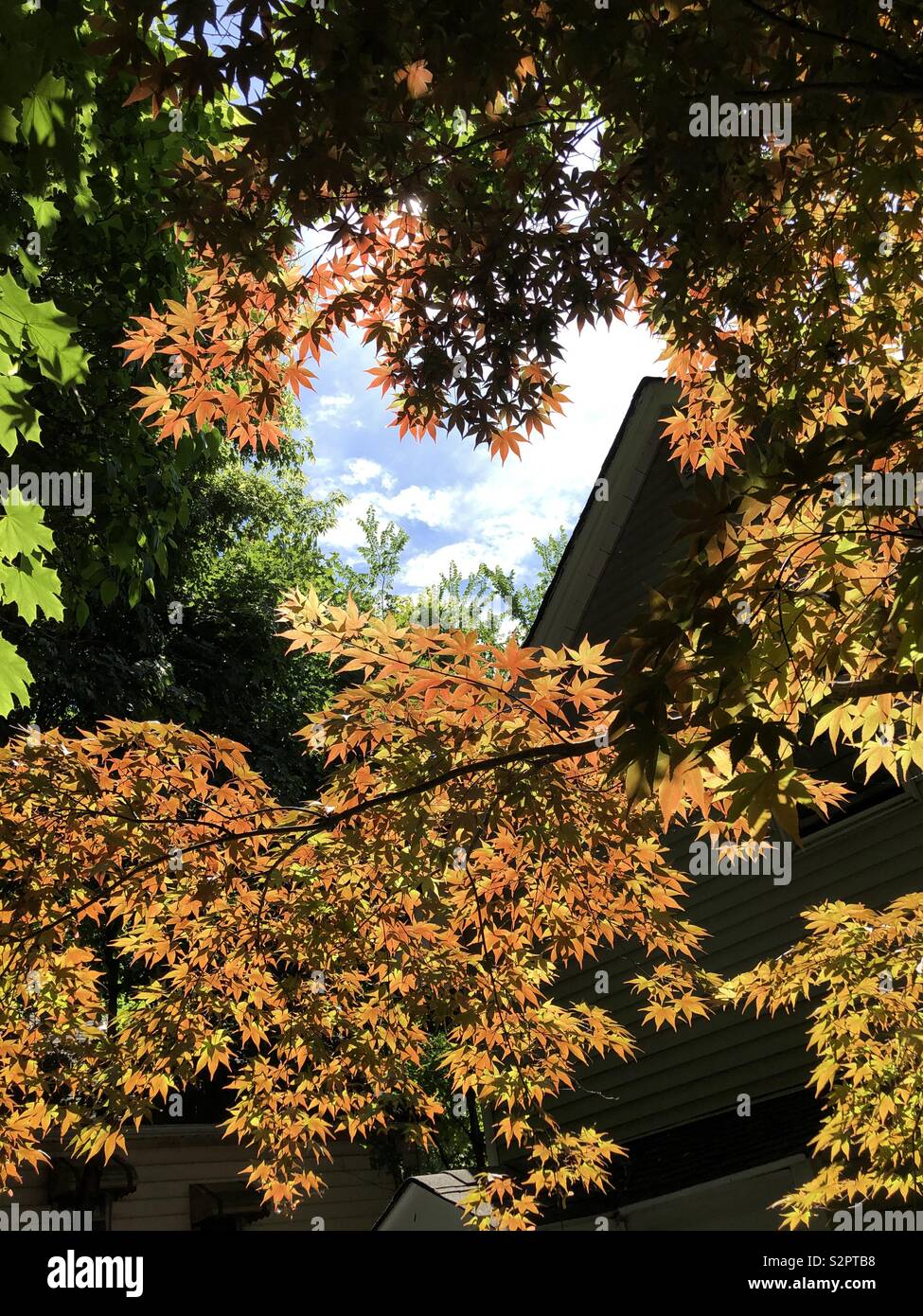 Japanese maple tree hi-res stock photography and images - Alamy