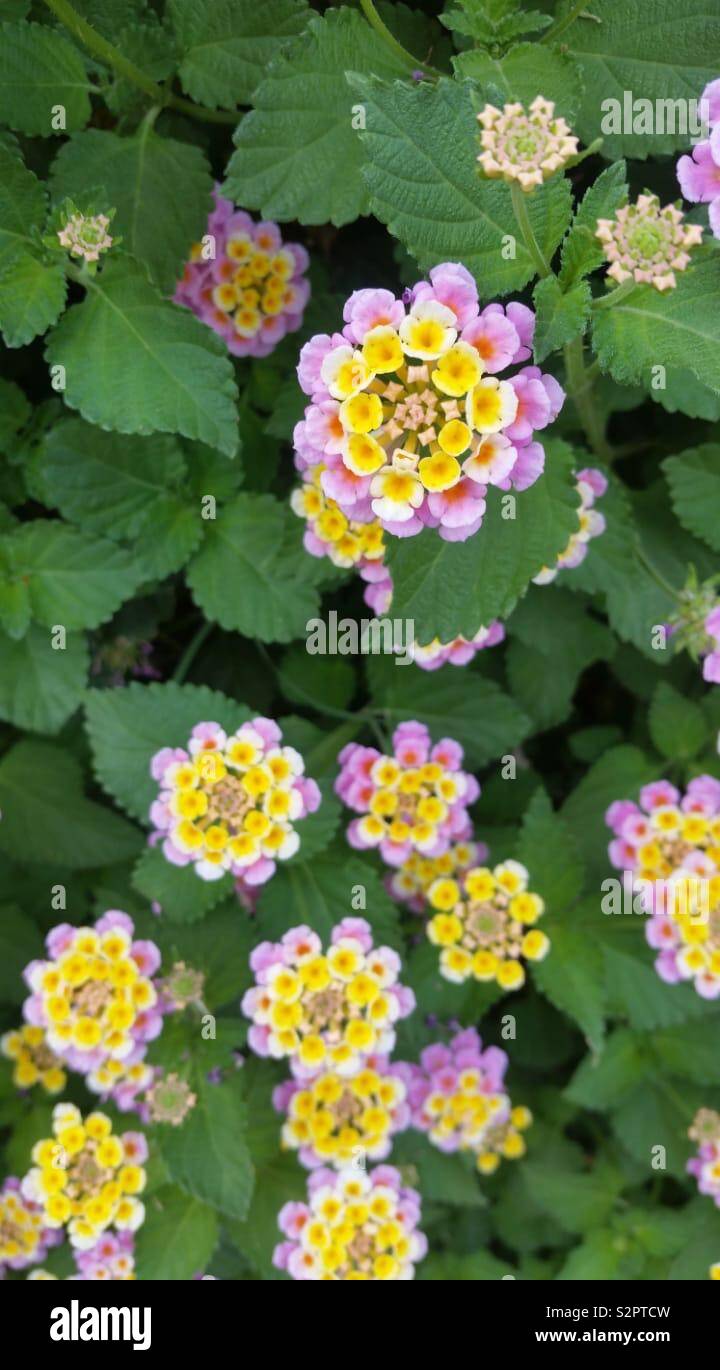 Natural colorful flowers Stock Photo - Alamy