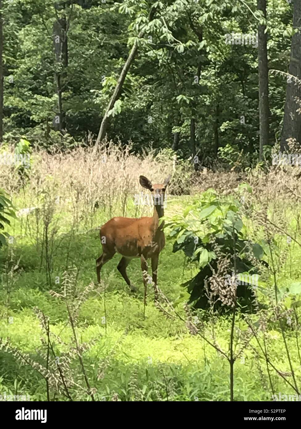 Deer in the wild Stock Photo - Alamy