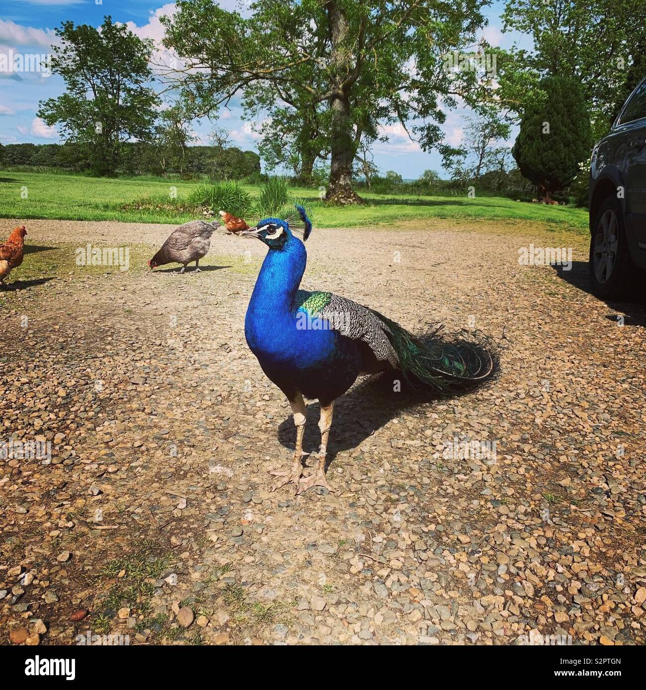 Peacock pets hi-res stock photography and images - Alamy