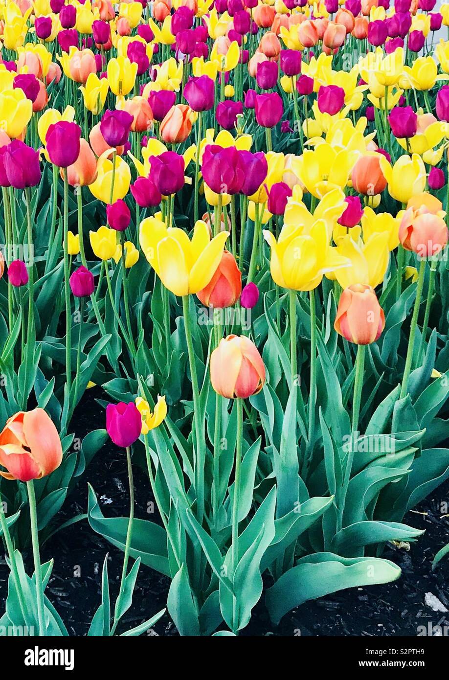 Tons Of Flowers High Resolution Stock Photography and Images - Alamy