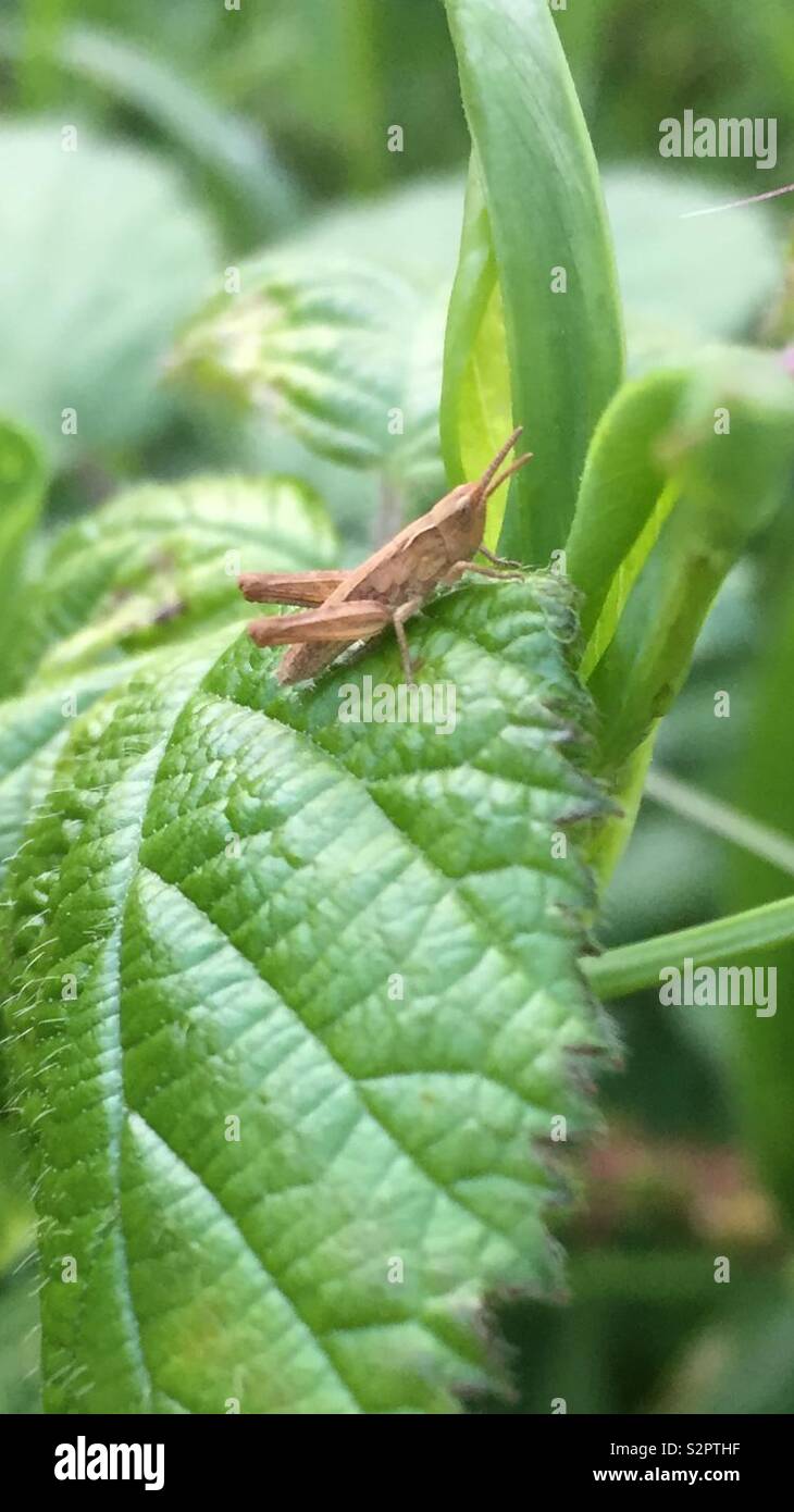 Cricket on blackberry leaf Stock Photo - Alamy
