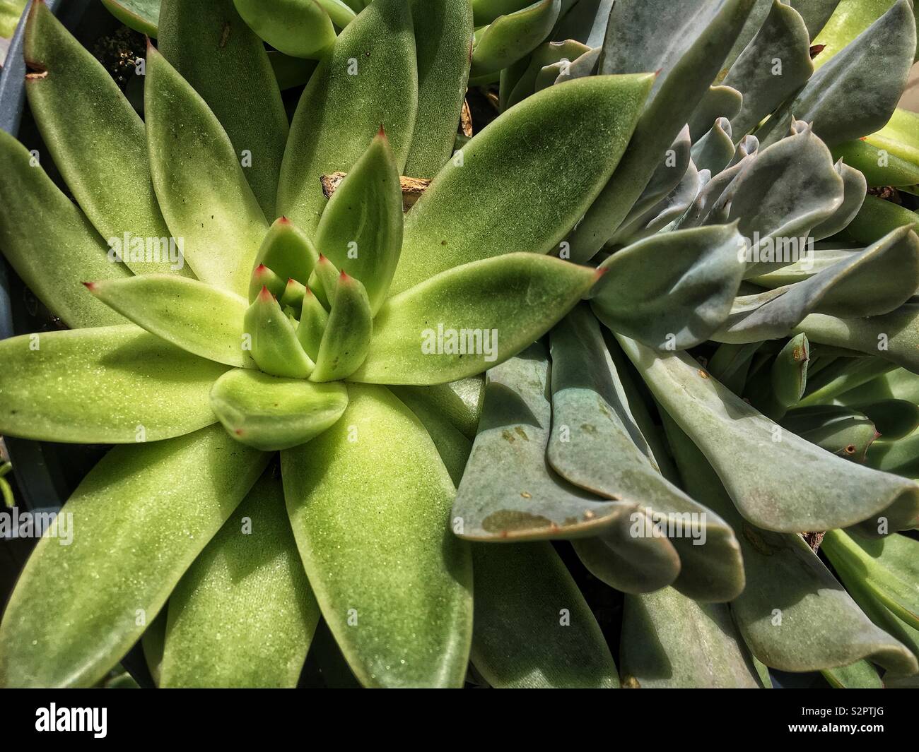 Lively green plants hi-res stock photography and images - Alamy