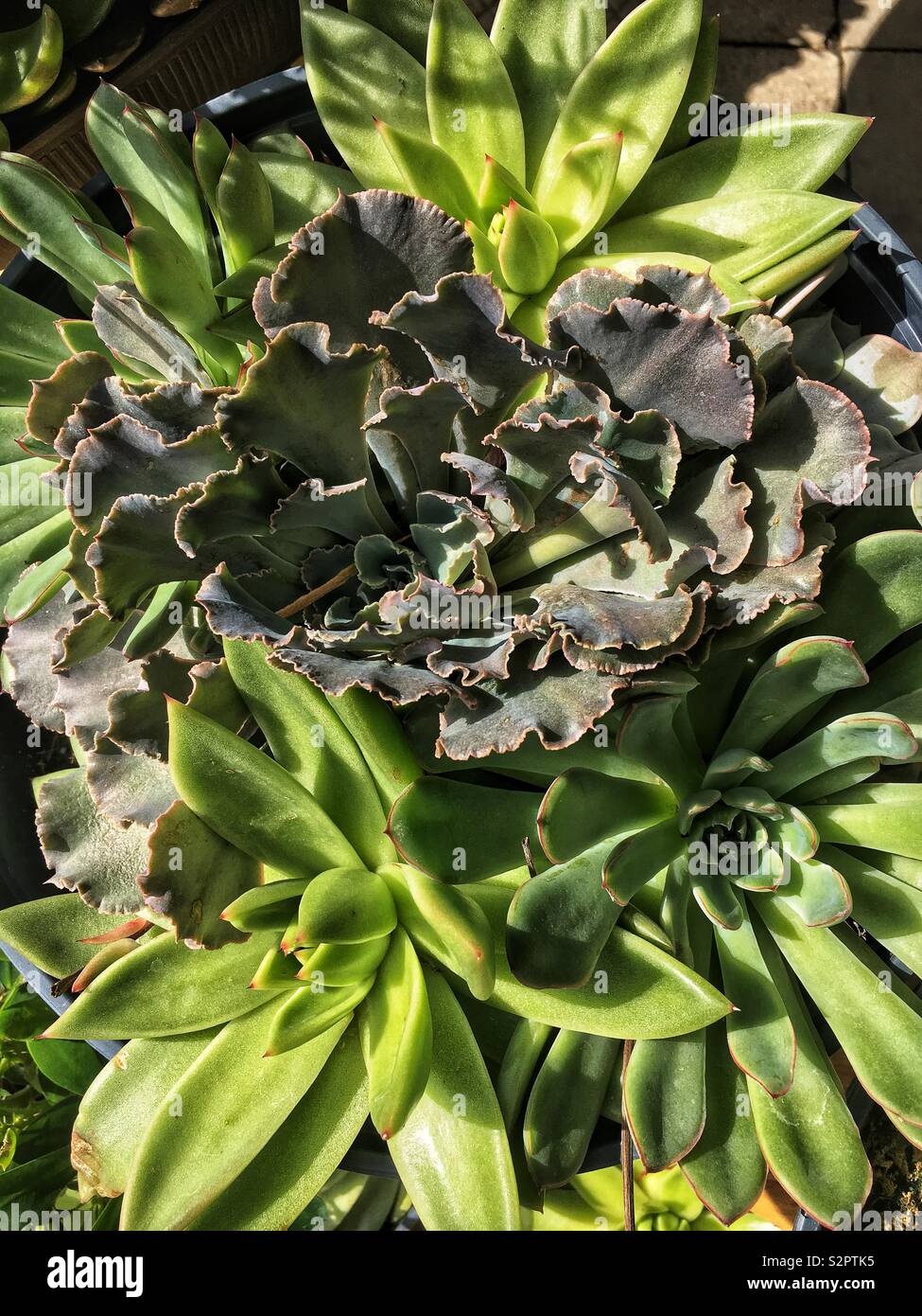 Beautiful garden full of green succulent plants with a cabbage plant ...