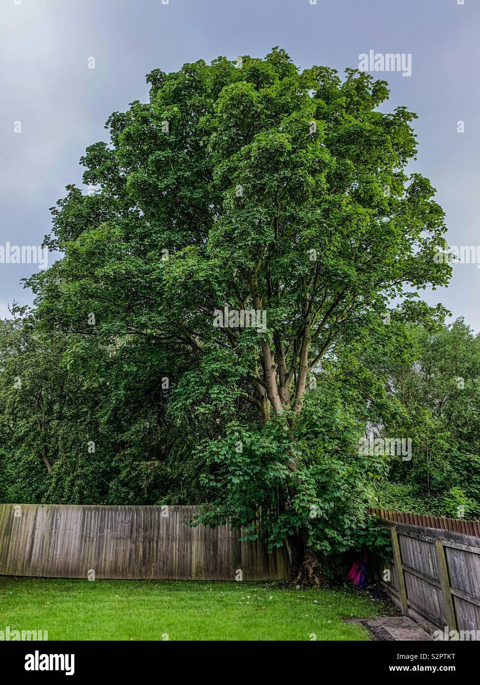Large oak tree in back garden Stock Photo - Alamy