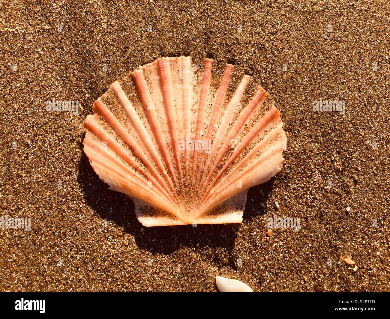 Scallop shell beach hi-res stock photography and images - Alamy