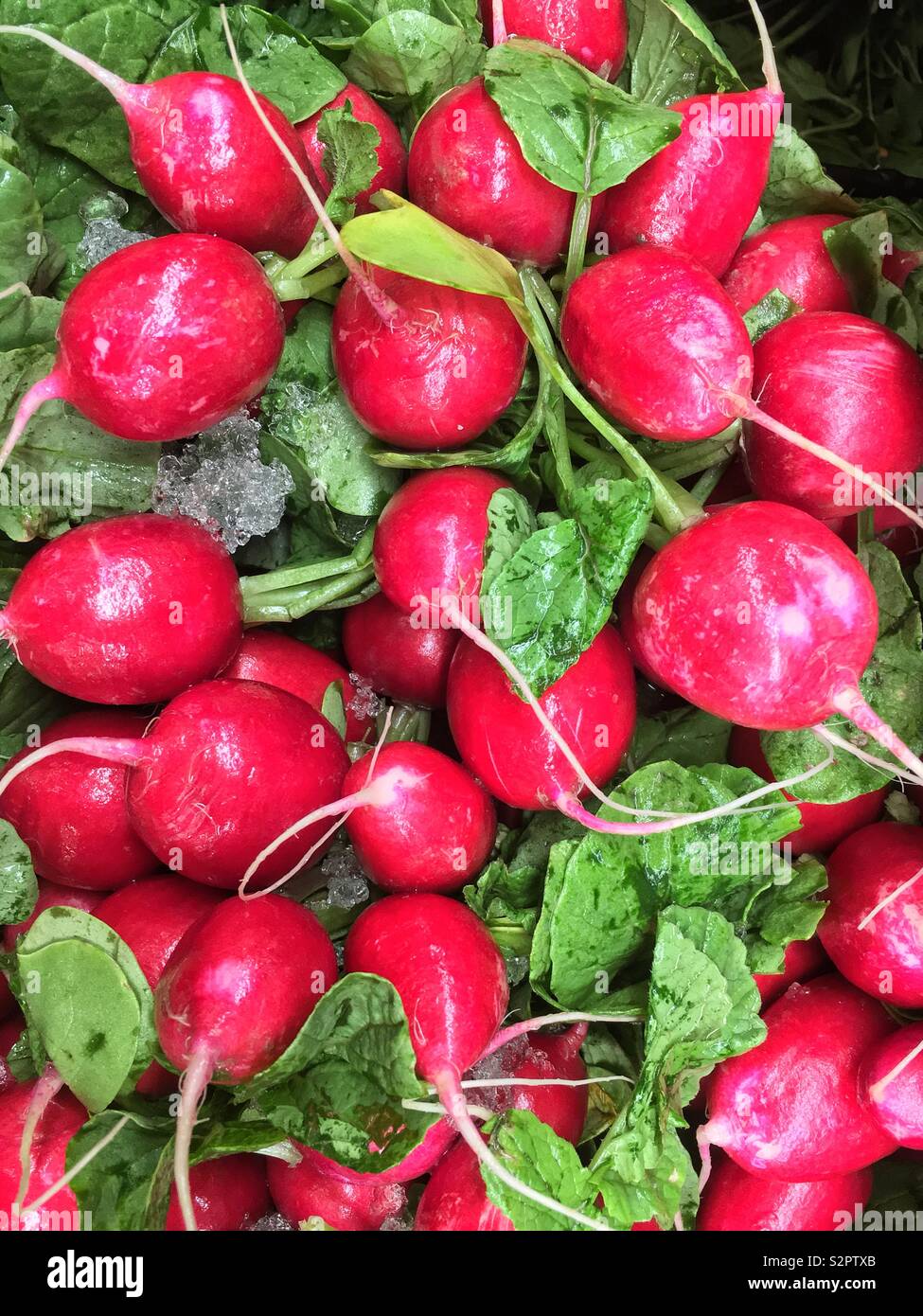 Red radishes hi-res stock photography and images - Alamy