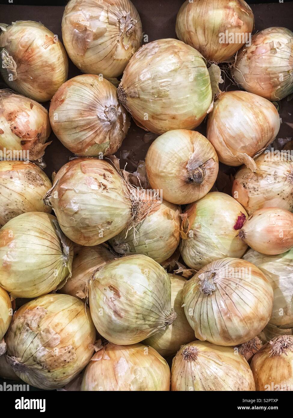 Many onions hi-res stock photography and images - Alamy