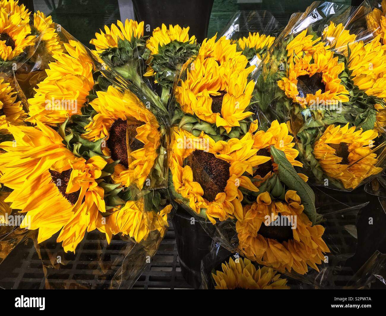 Bold blooms hi-res stock photography and images - Alamy