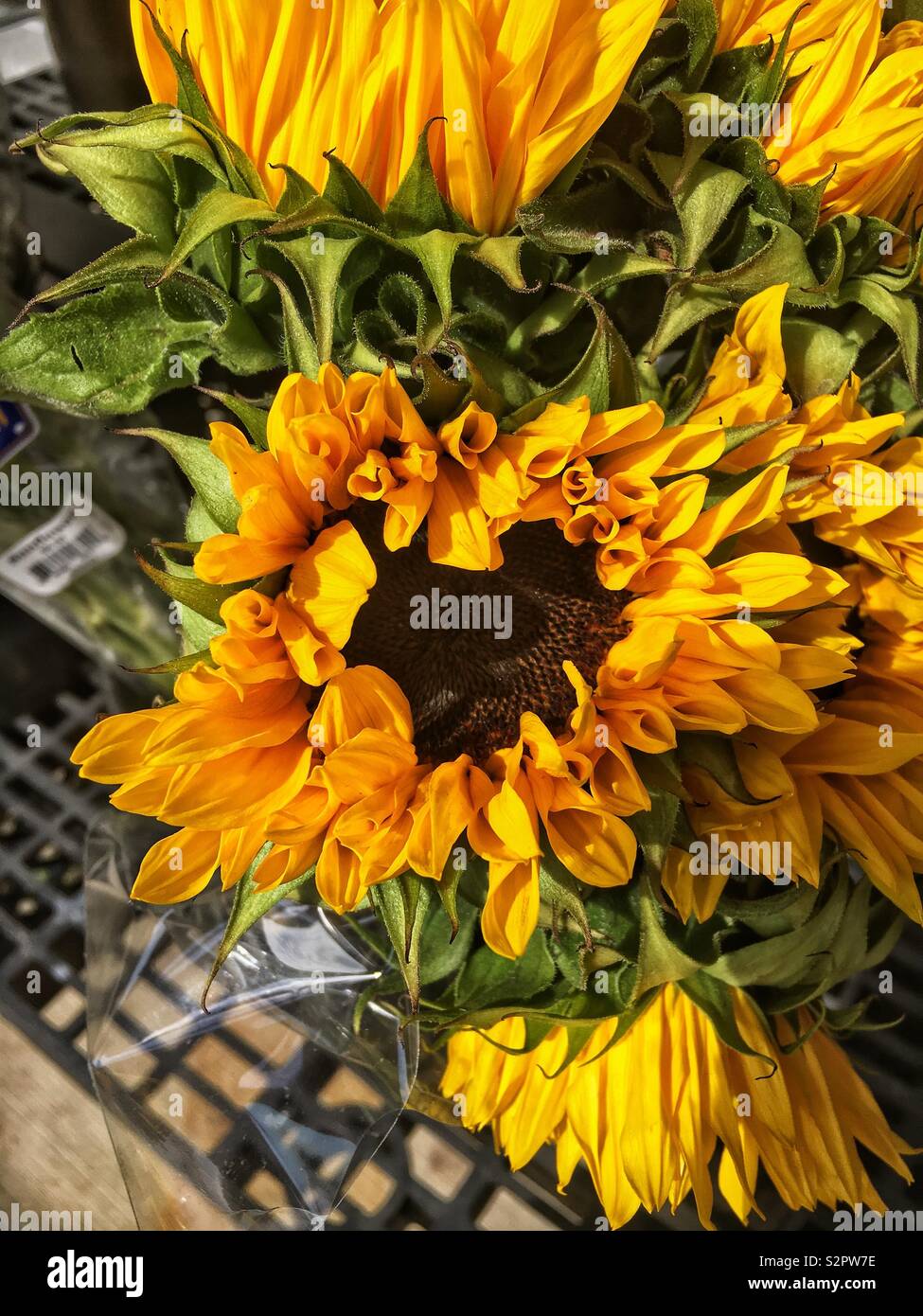 The best sunflower hi-res stock photography and images - Alamy