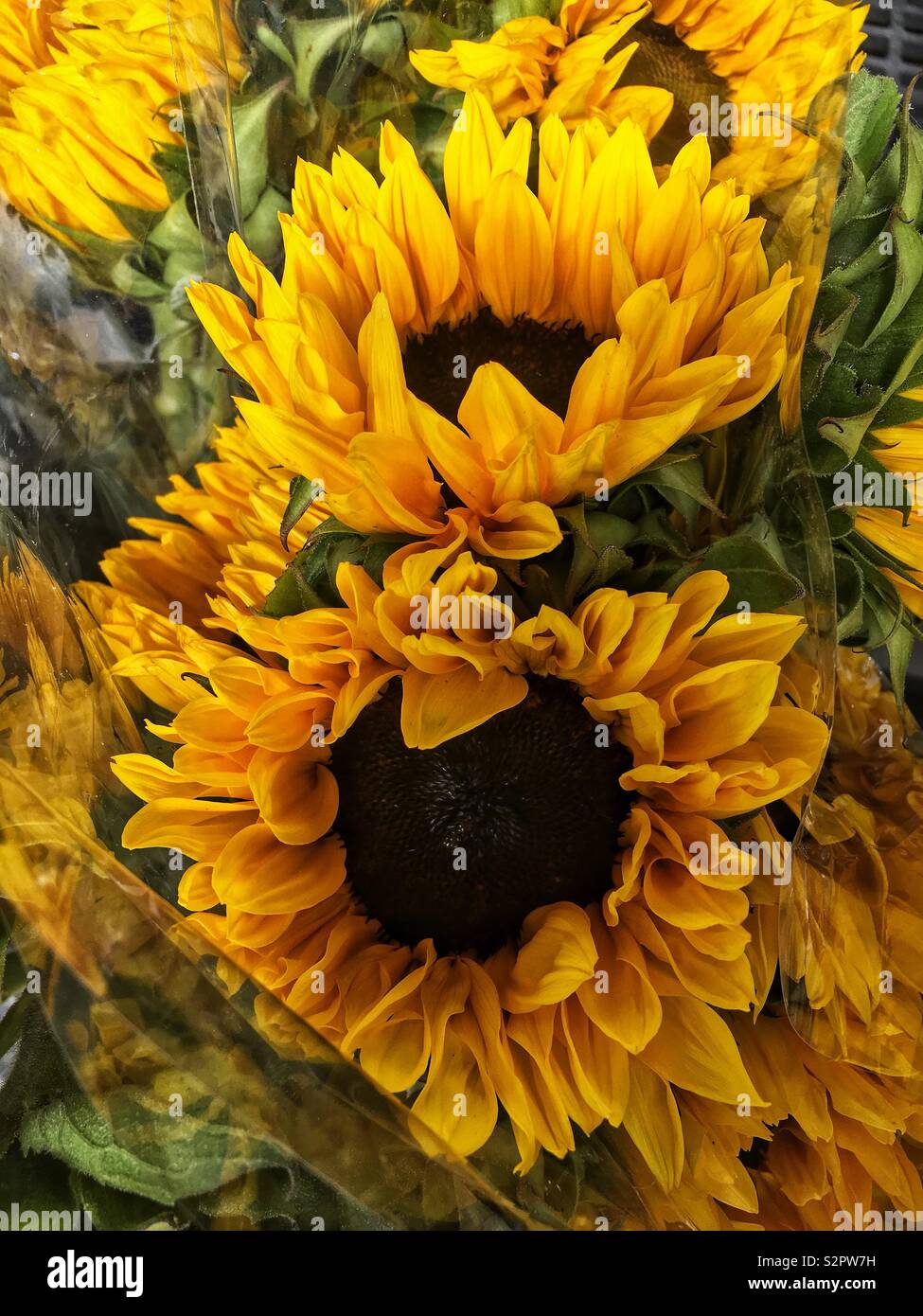 Bright sunflowers hi-res stock photography and images - Alamy