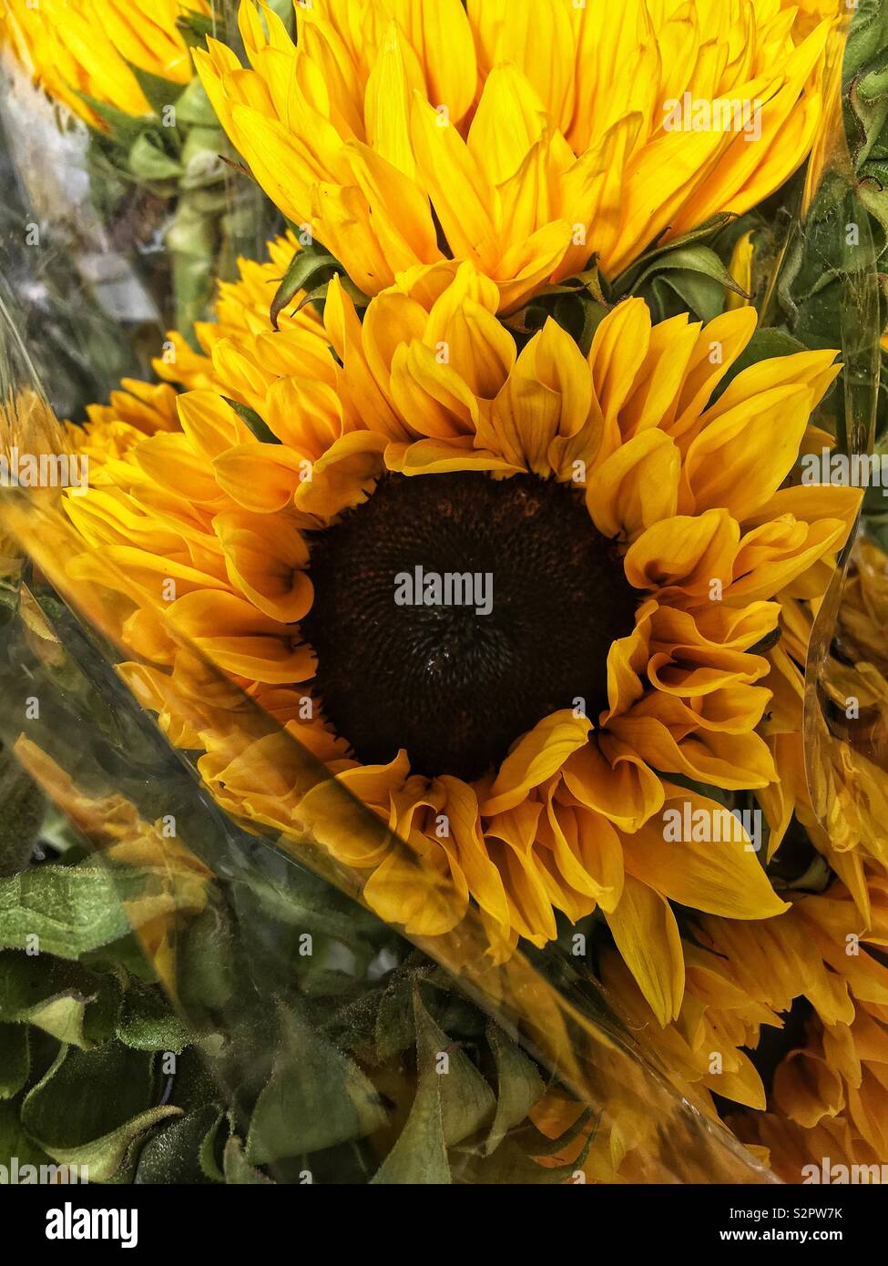 Bright bold yellow hi-res stock photography and images - Alamy