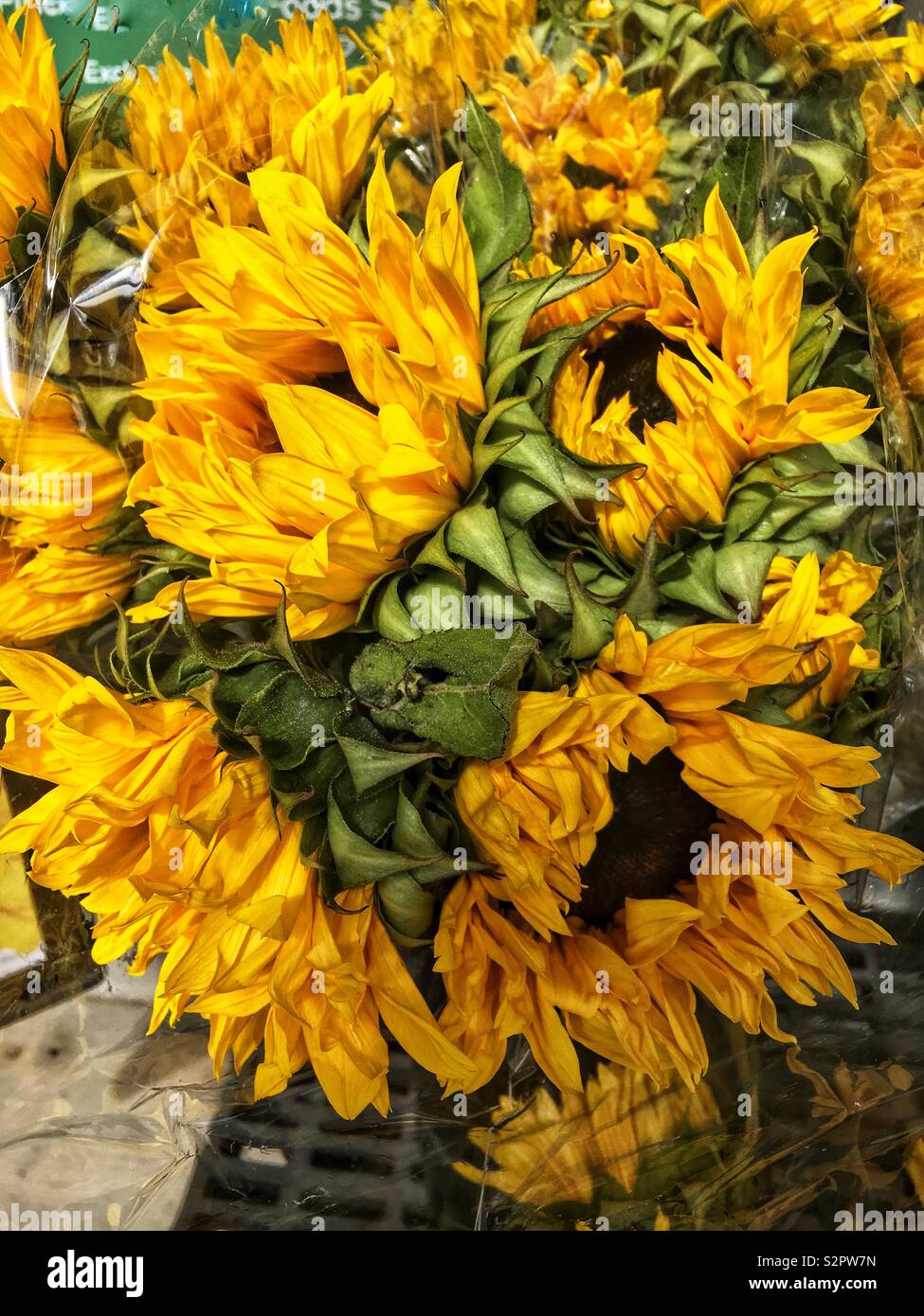 Big bouquet of fresh bold sunflowers Stock Photo - Alamy