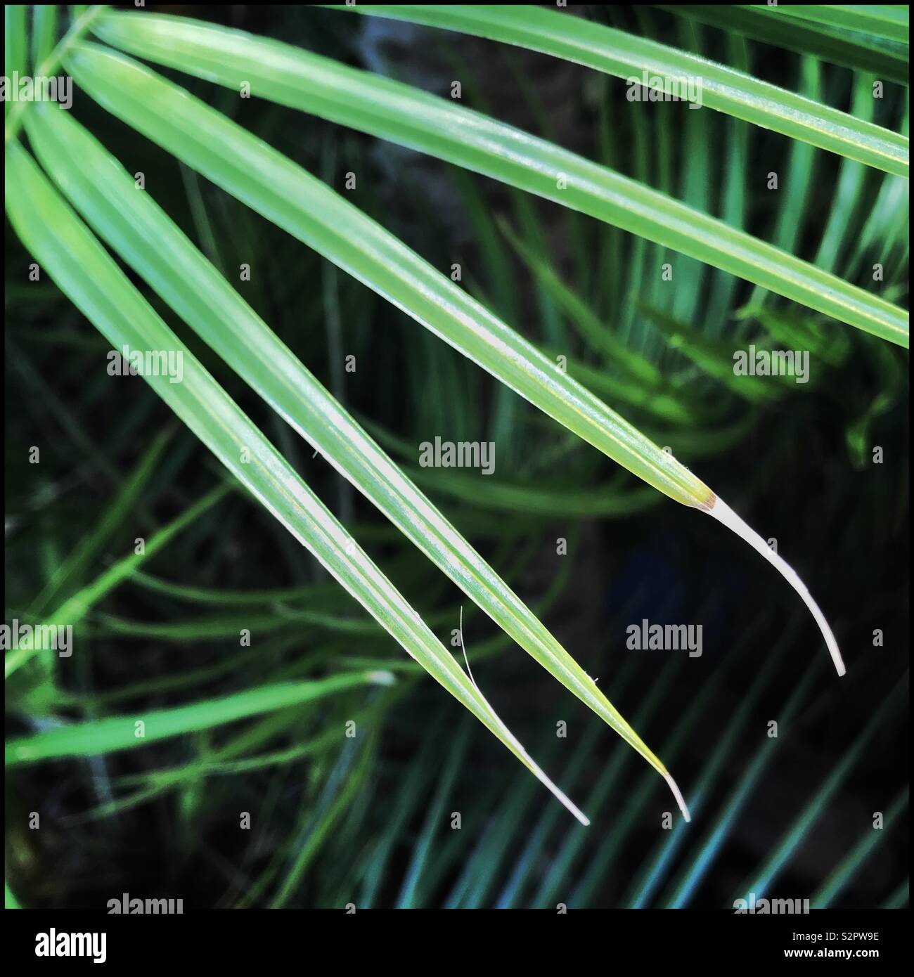 Spiky Leaf High Resolution Stock Photography and Images - Alamy