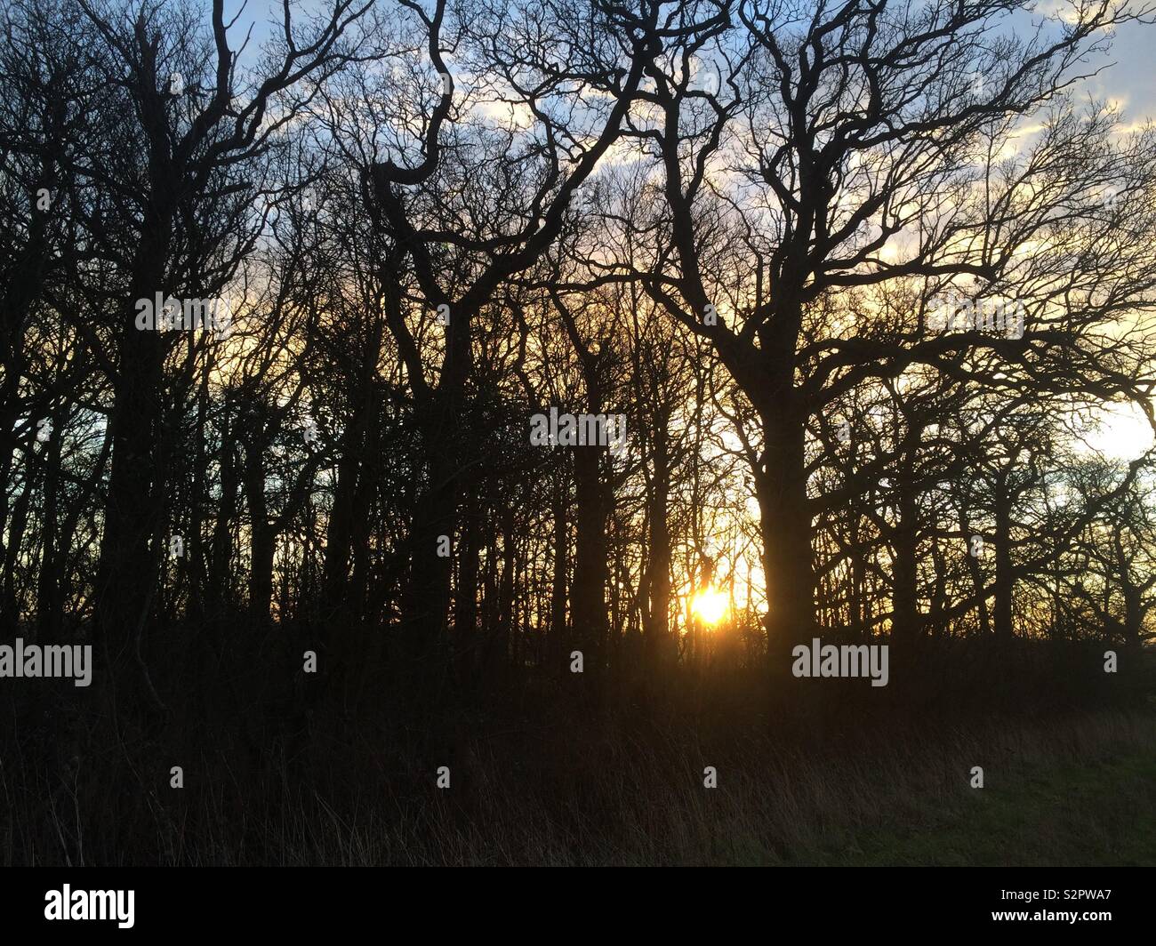 Sunrise through trees Stock Photo - Alamy