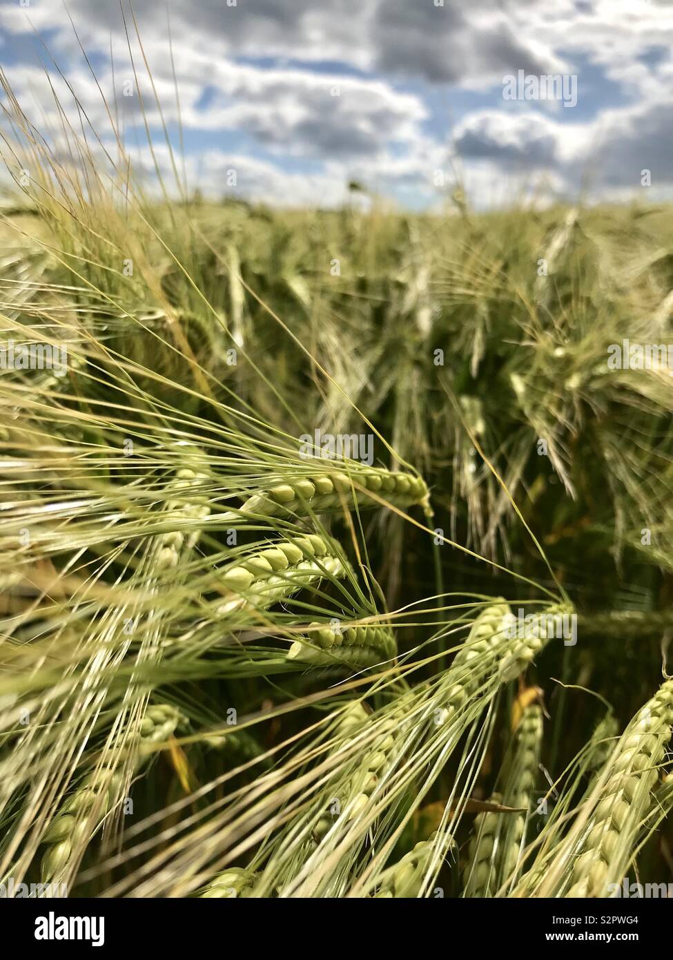 Wheat sheafs close up field Stock Photo - Alamy