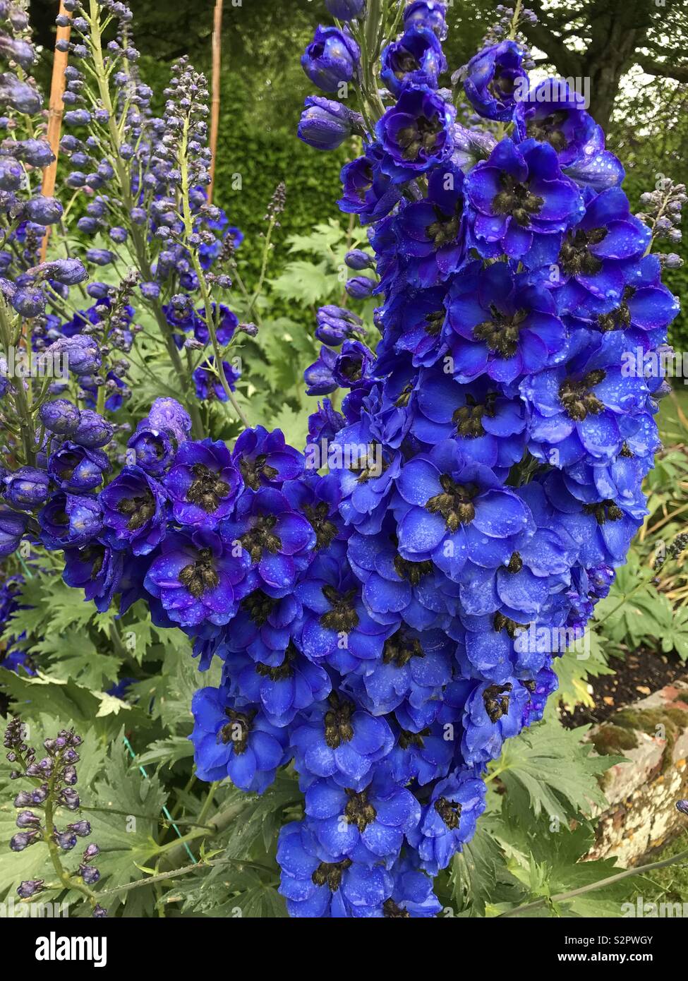 Delphinium hi-res stock photography and images - Alamy