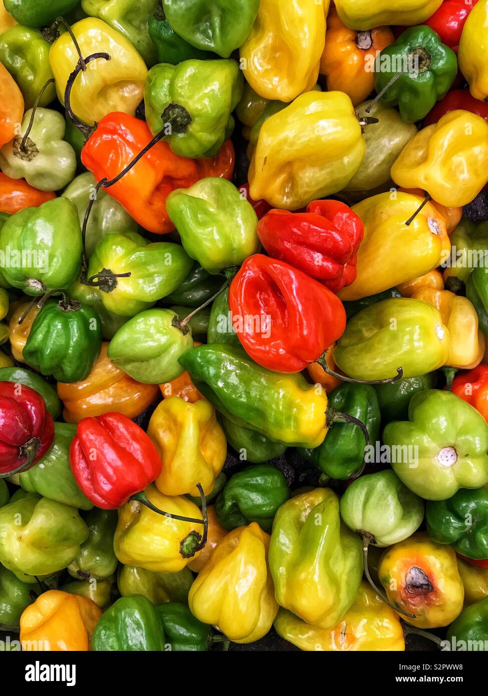 Colorful habanero peppers background Stock Photo - Alamy