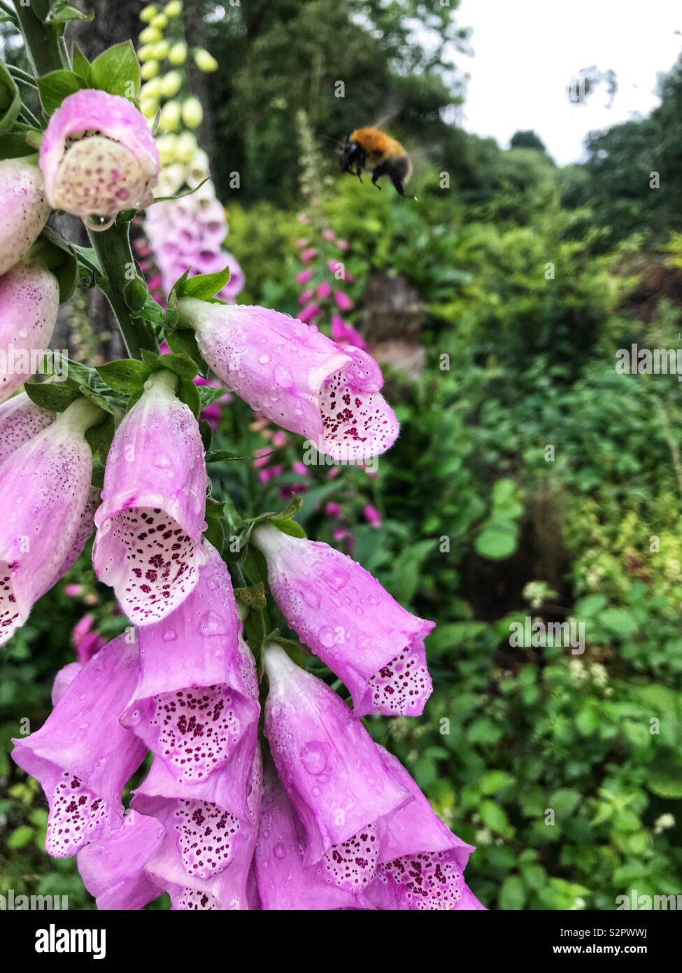 Bee heading for a Foxglove in rain Stock Photo - Alamy