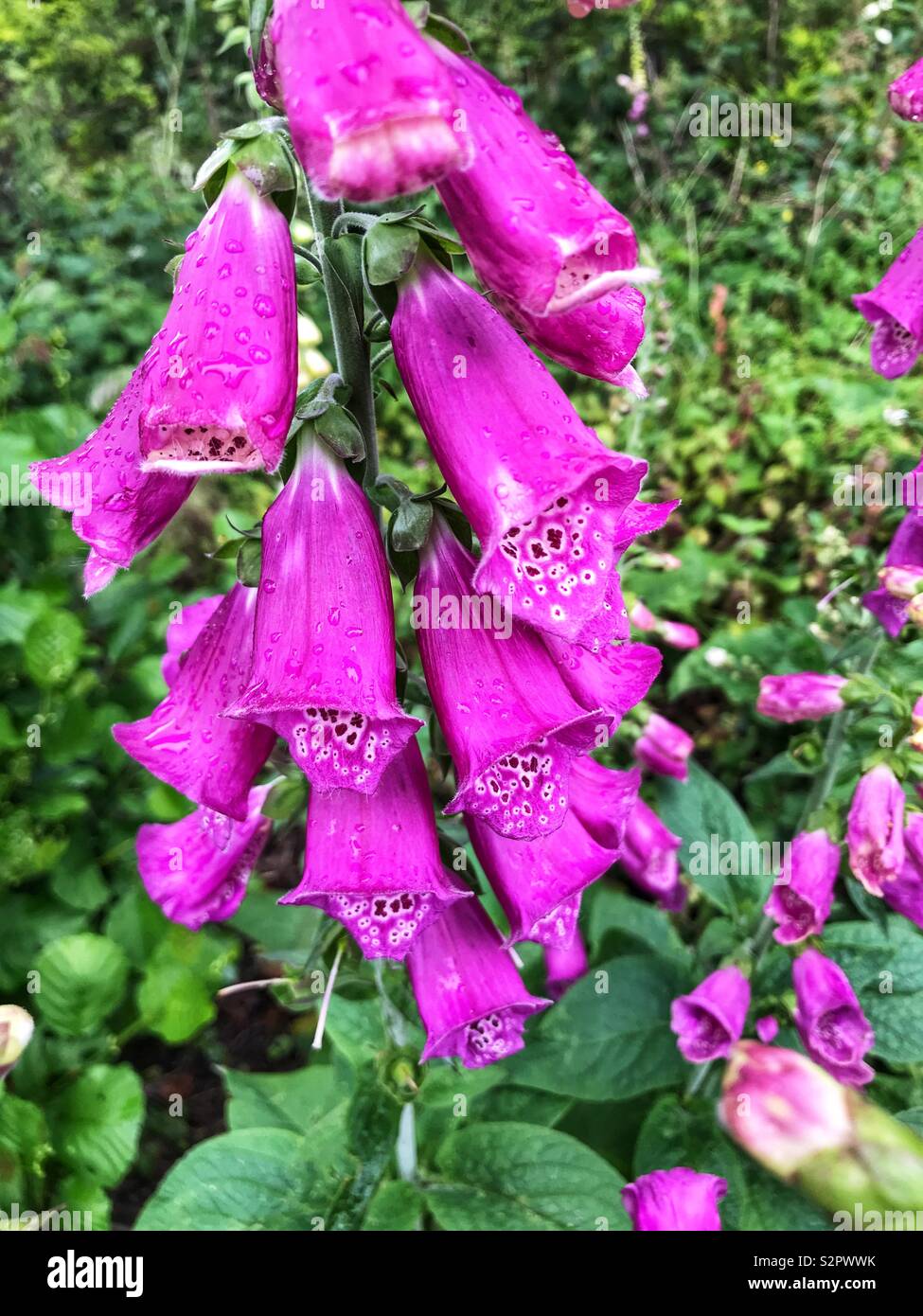 Bright pink foxgloves hi-res stock photography and images - Alamy