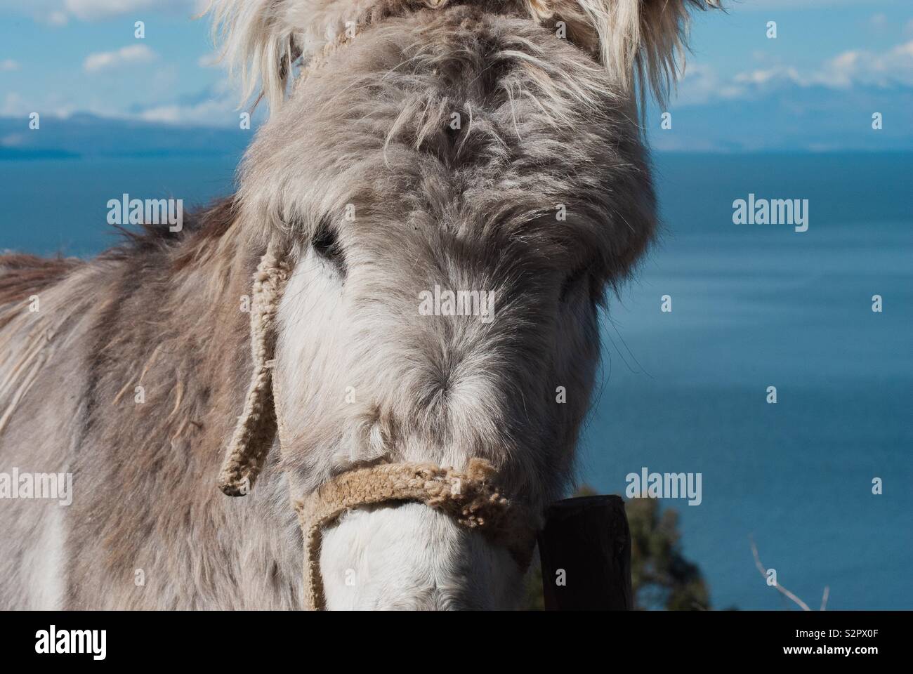 Donkey sea hi-res stock photography and images - Alamy