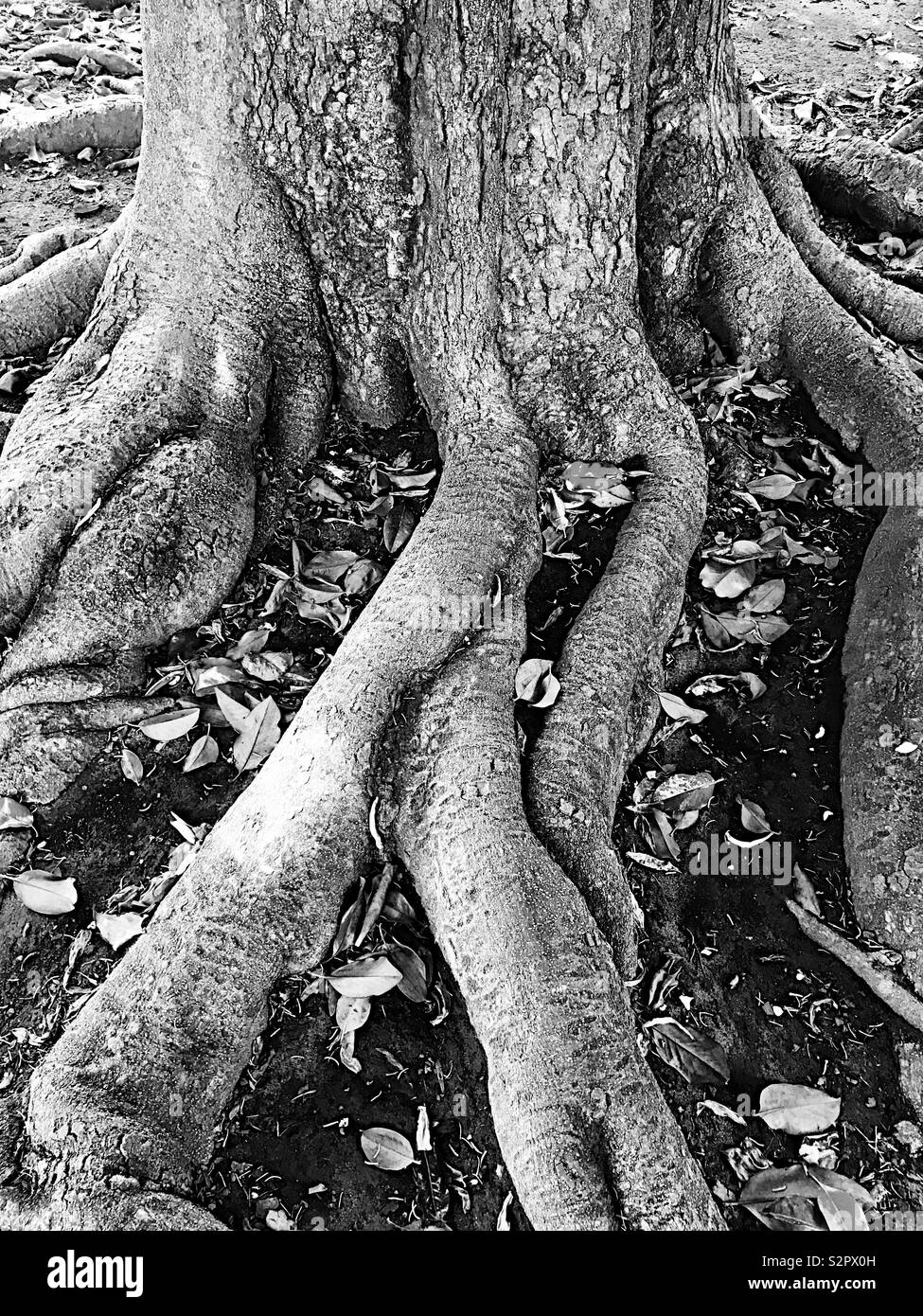 Tree roots black and white hi-res stock photography and images - Alamy