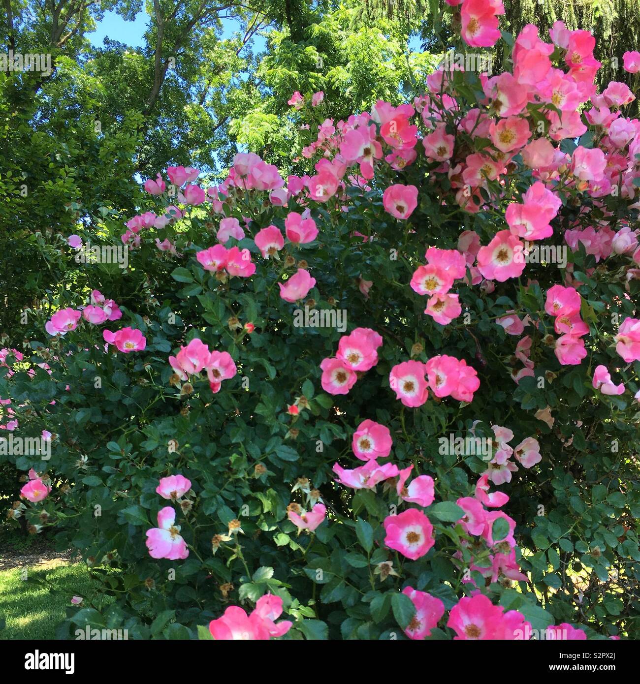 Old shrub rose hi-res stock photography and images - Alamy