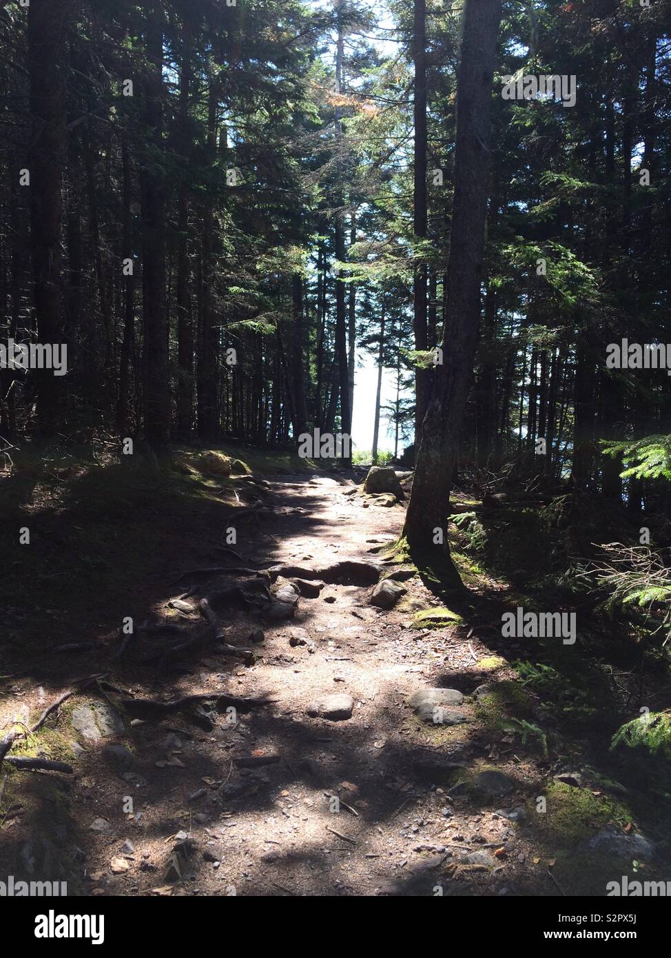 Forest in daylight Stock Photo - Alamy