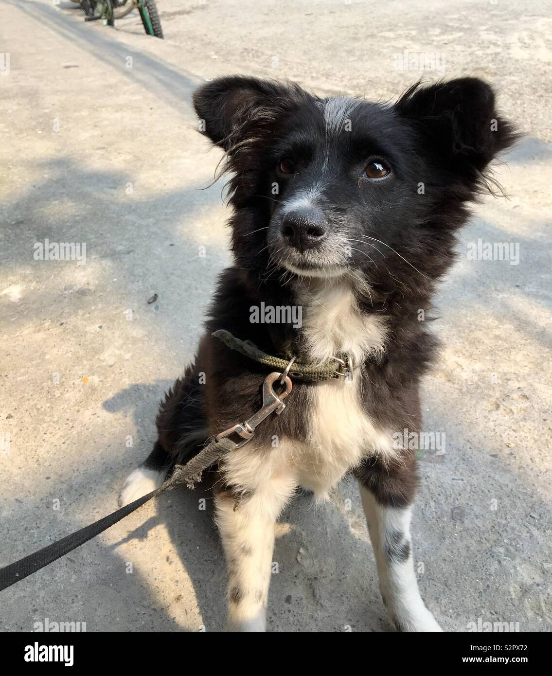 Cute mixed puppy dog in a leach Stock Photo - Alamy