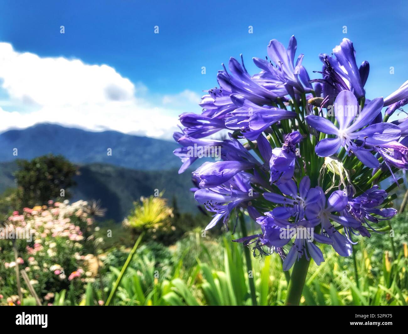Purple Mountain Flower High Resolution Stock Photography and Images - Alamy