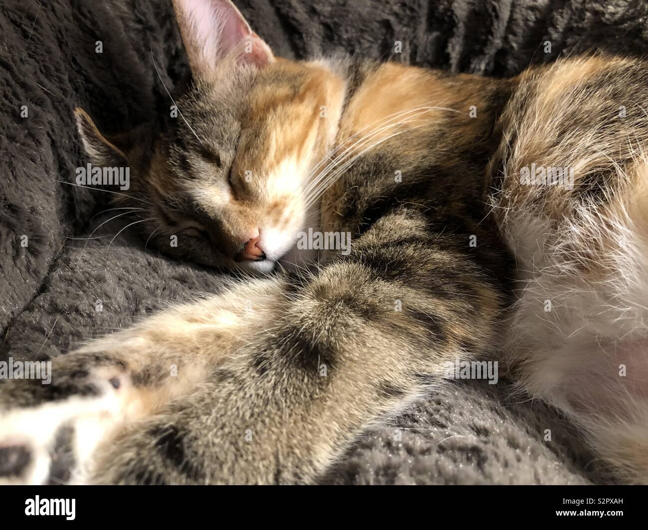 Calico Cat Sleeping High Resolution Stock Photography and Images - Alamy