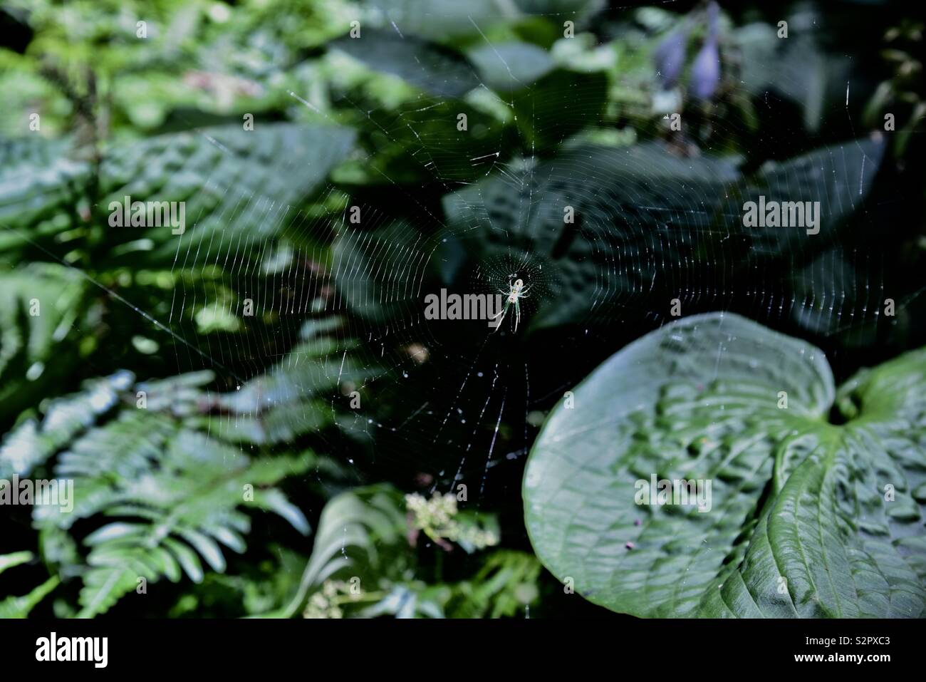 Spider in it’s web attached to ferns and hostas Stock Photo - Alamy
